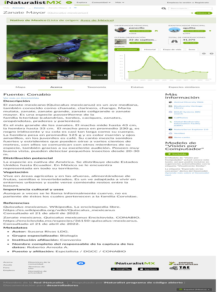 Zanate Mayor (Quiscalus Mexicanus) Inaturalist Mexico | PDF | Aves | Ornitología
