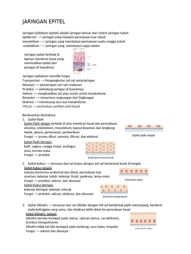 Jaringan Hewan - Epitel | PDF | Sains & Matematika