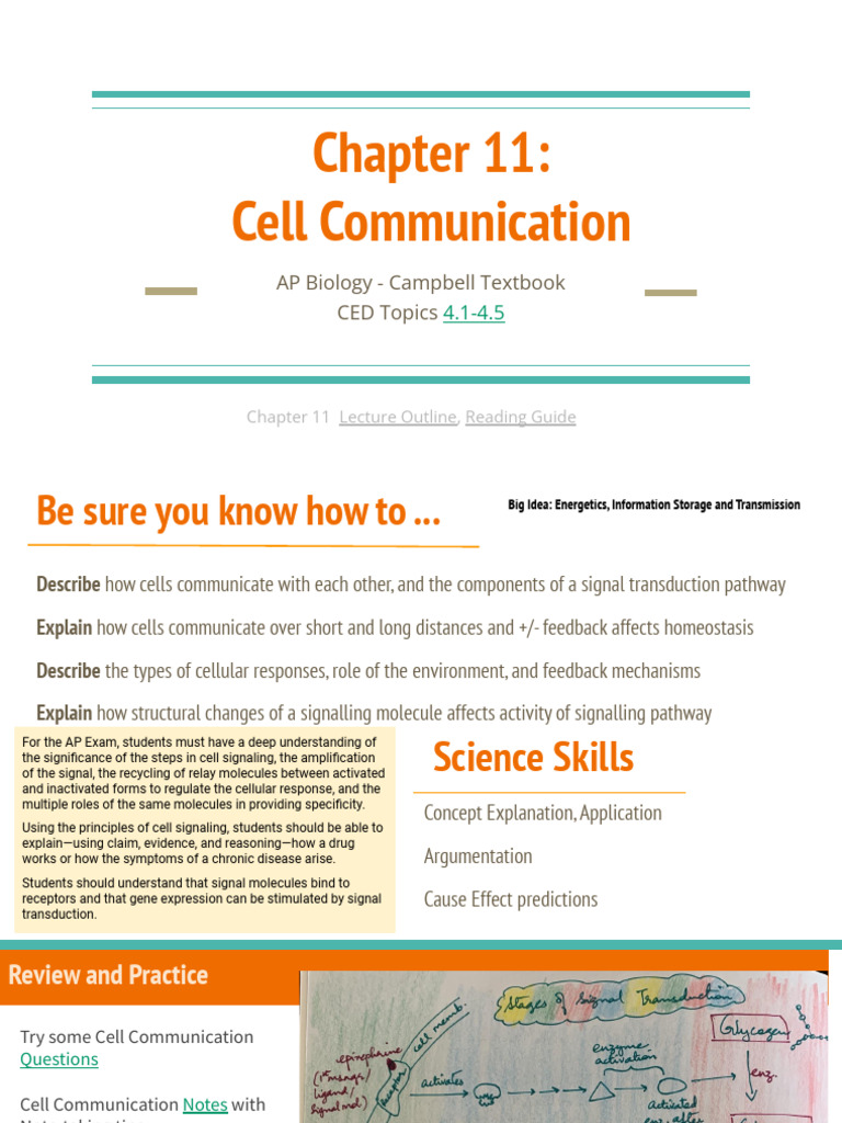 AP Bio: Cell Communication Guide | PDF | Cell Signaling | Signal Transduction