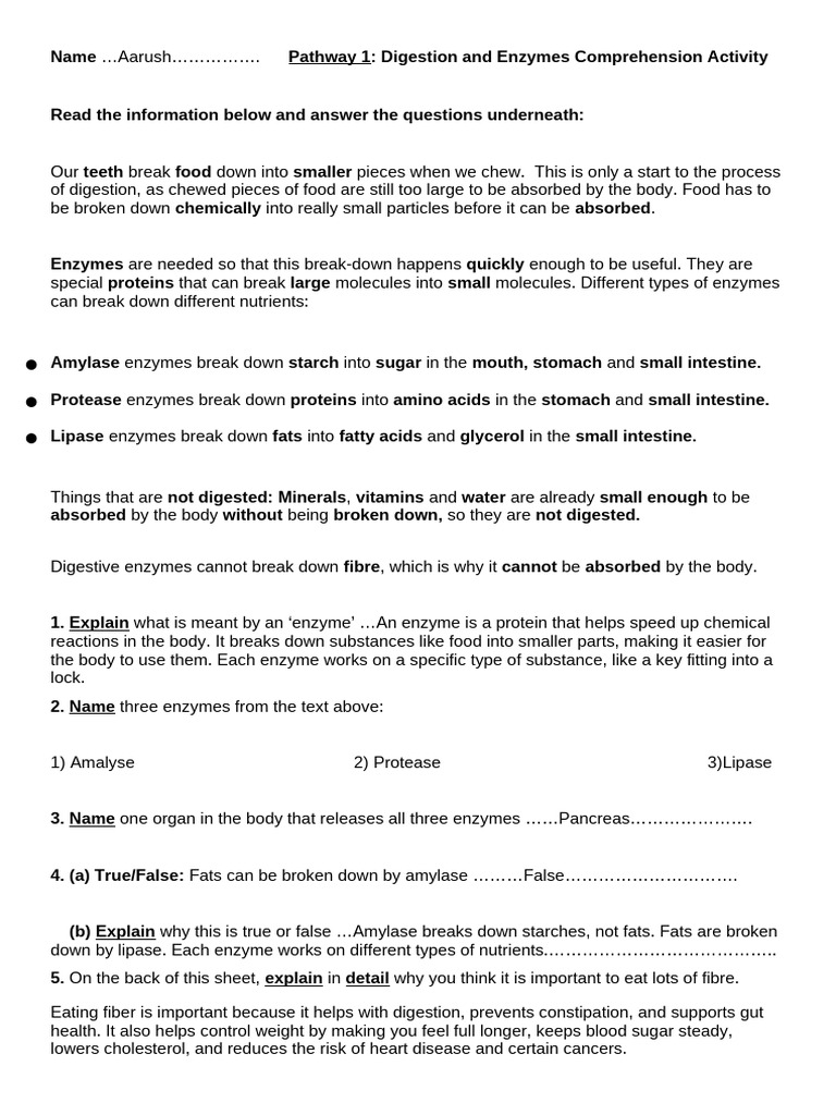Pathway 1 Digestion and Enzymes Comprehension Activity | PDF