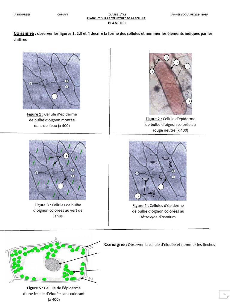 Structure des cellules en SVT | PDF | Morphologie (Biologie) | Anatomie