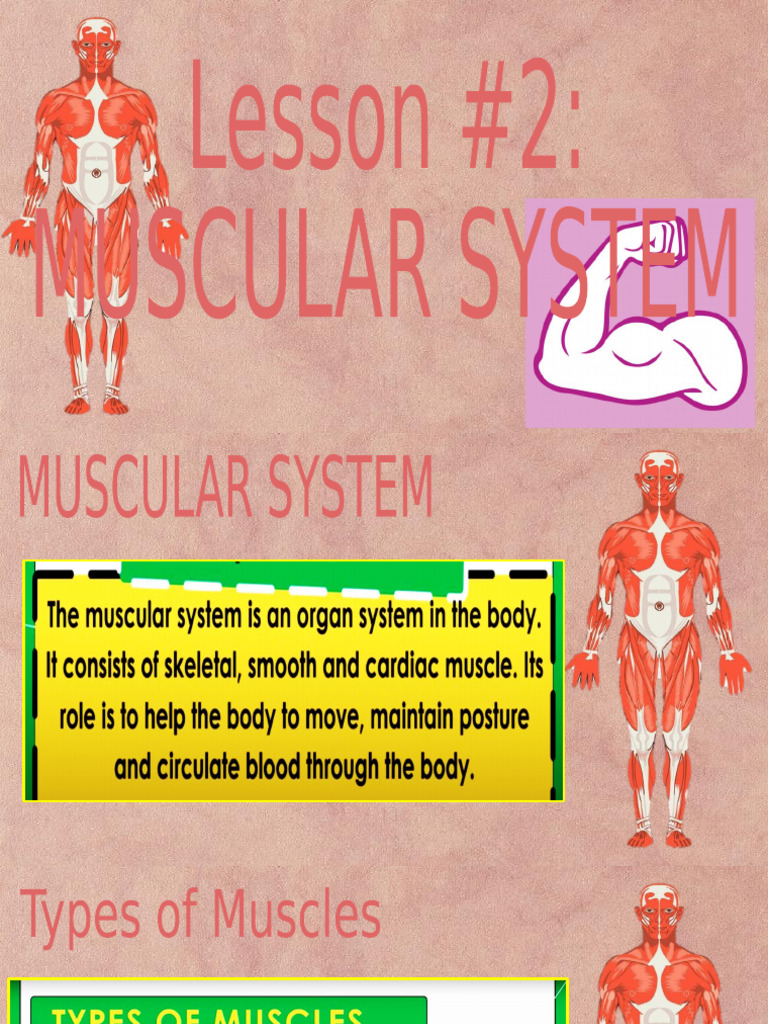 Muscular System Grade 4 Science | PDF | Wellness