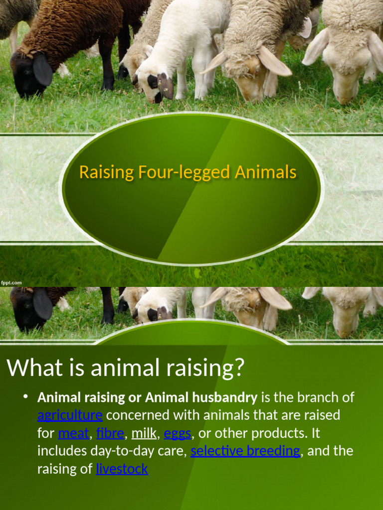 Raising Four-Legged Livestock Guide | PDF | Cattle | Goat