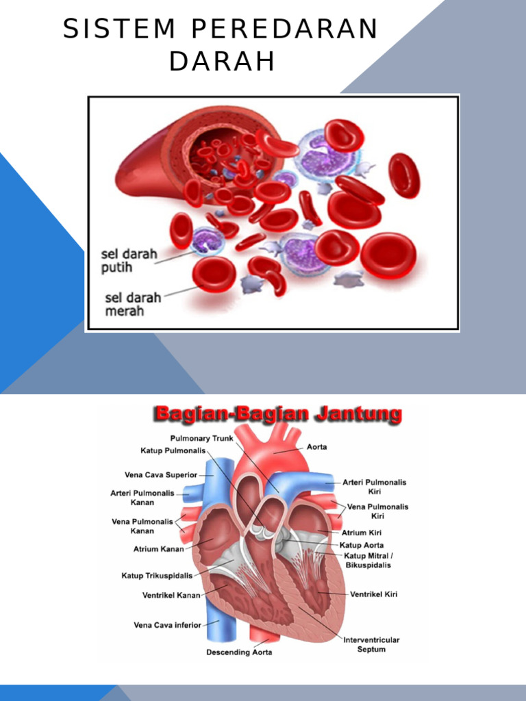 Presentation Sisten Peredaran Darah | PDF