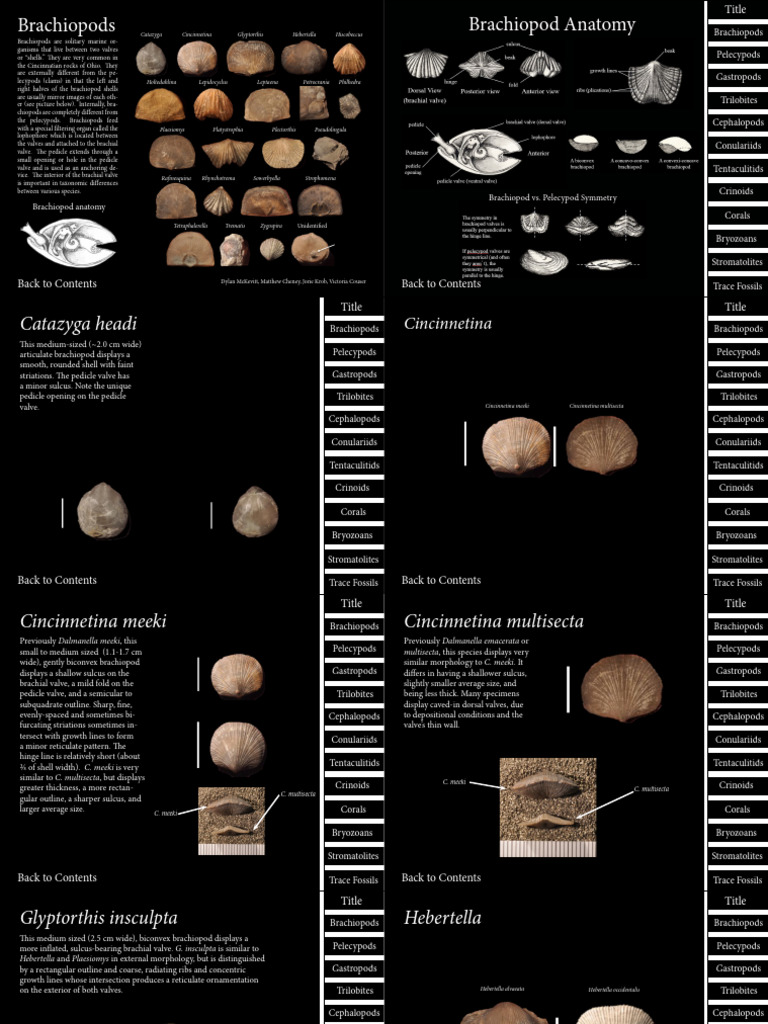 Fossil Identification Guide | PDF | Bivalvia | Fossil