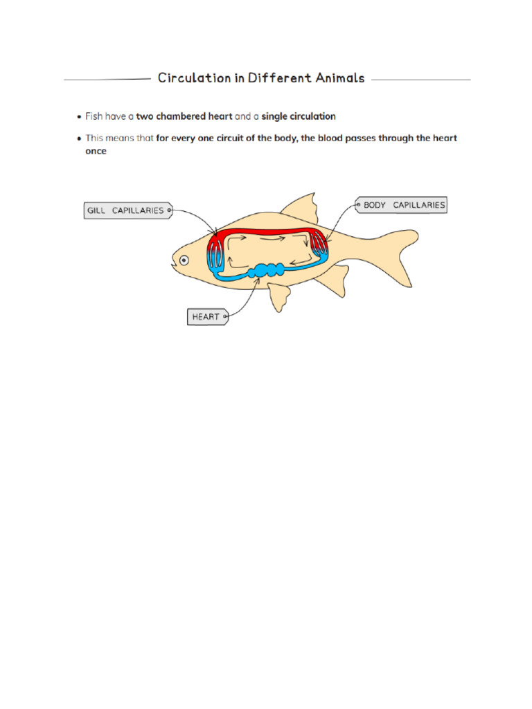 Circulation in Animals | PDF