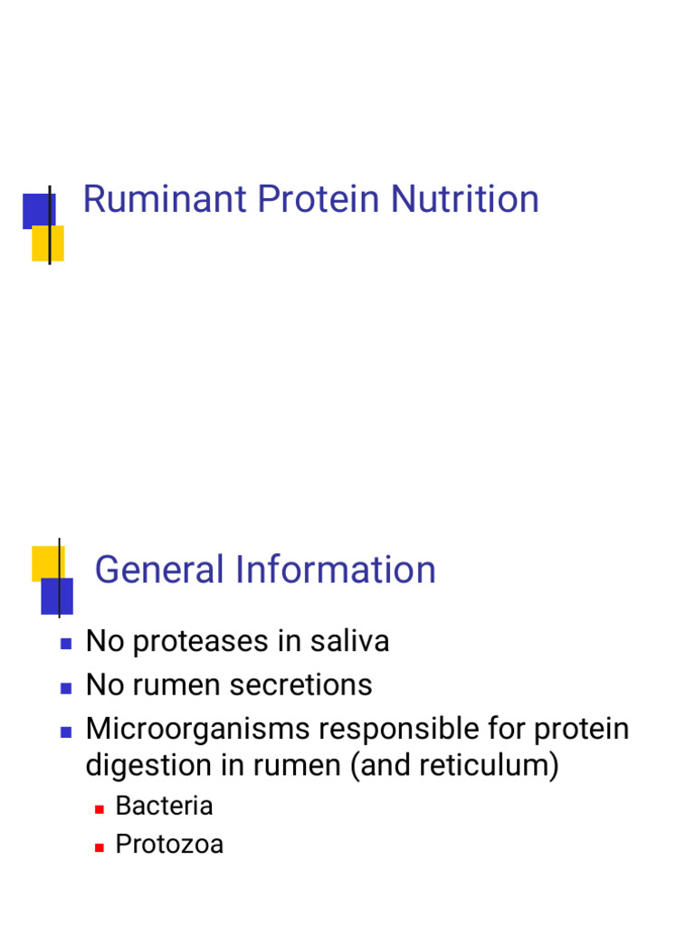 Proteins Digestion in Ruminants | PDF | Ruminant | Biochemistry