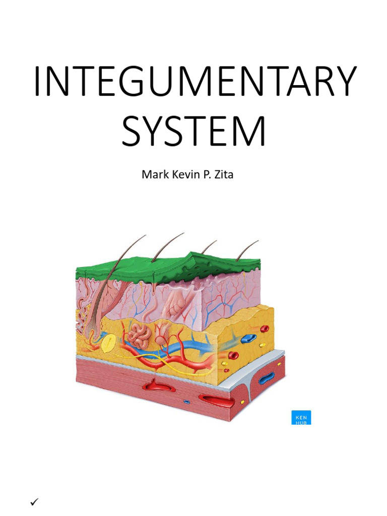 Integumentary System Pdf Integumentary System Skin