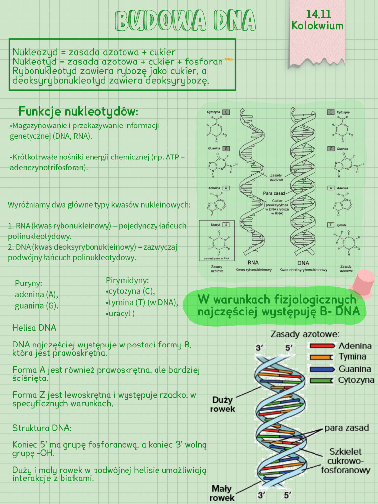 Biologia Molekularna I Genetyka | PDF