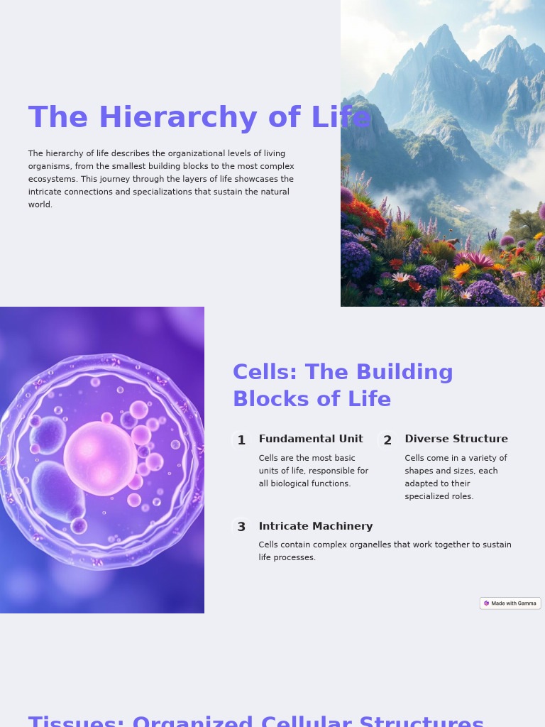 The Hierarchy of Life | PDF | Ecosystem | Life
