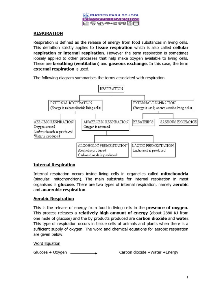Cellular Respiration - Lesson Notes | PDF | Cellular Respiration ...