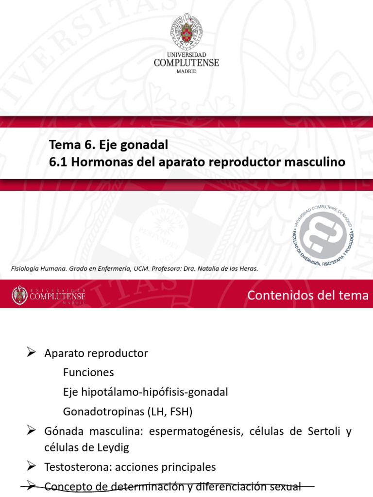 T6. Hormonas del aparato reproductor masculino | PDF | Testosterona ...