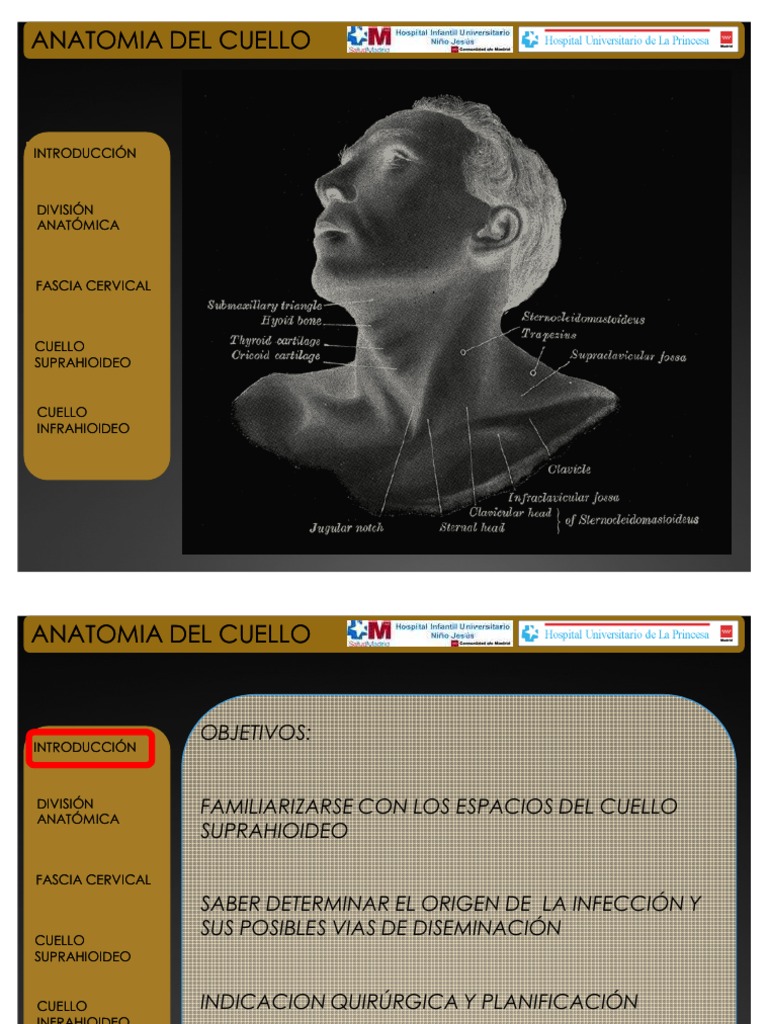 Presentacion Anatomia Del Cuello | PDF | Ciencia y matemáticas