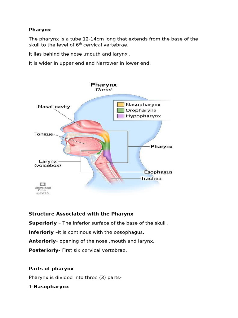 Pharynx | PDF | Language Arts & Discipline | Foreign Language Studies