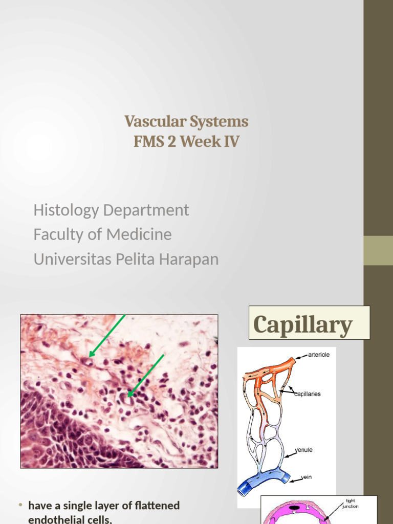 FMS 2 Week 4 Vascular System | PDF | Art | Wellness