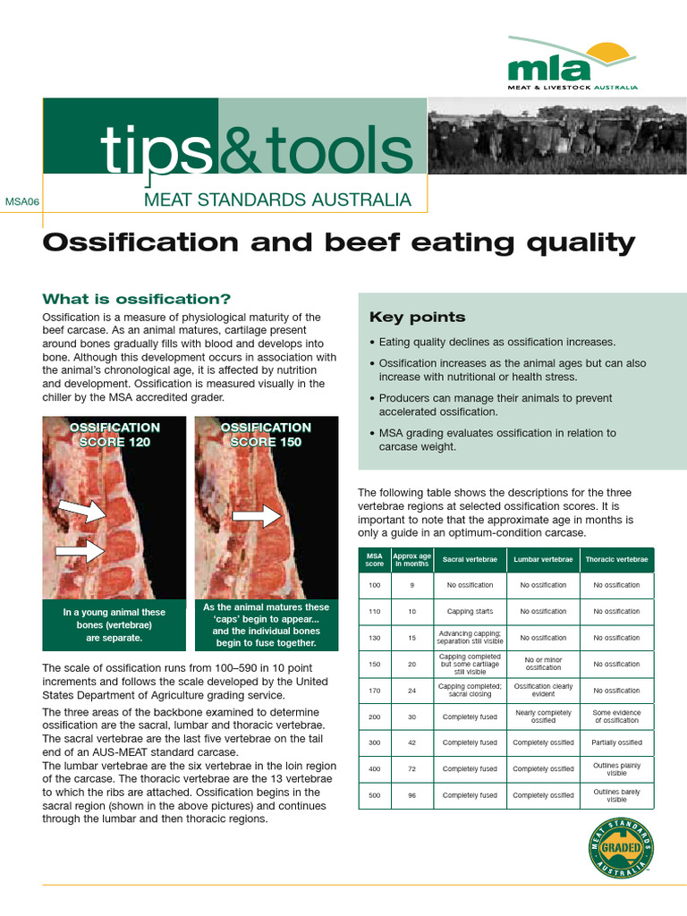 Ossification in MSA Grading Explained | PDF | Vertebra | Cattle