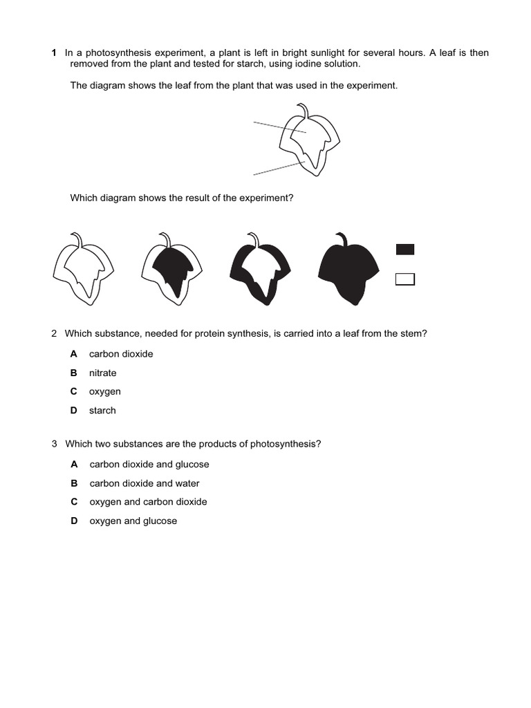 Bio Ch6 QP (Full Chapter) | PDF | Leaf | Photosynthesis