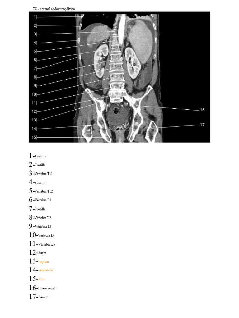 Ejercicios Identificación Anatómica | PDF