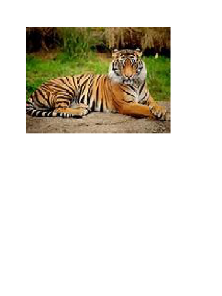 Harimau | PDF