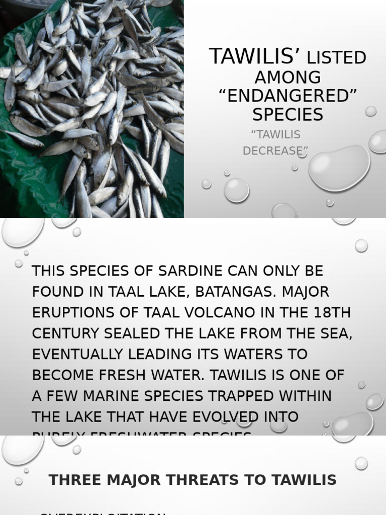 Tawilis': Listed Among "Endangered" Species | PDF