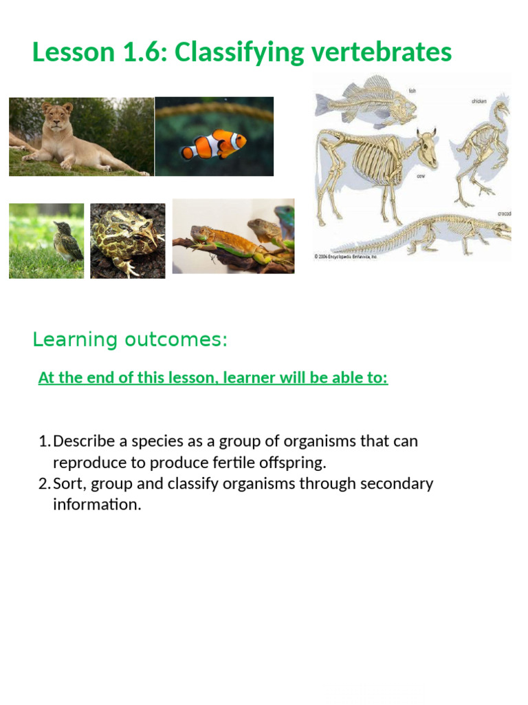 Lesson 1.6 Classifying Vertebrates | PDF | Vertebral Column | Vertebrates
