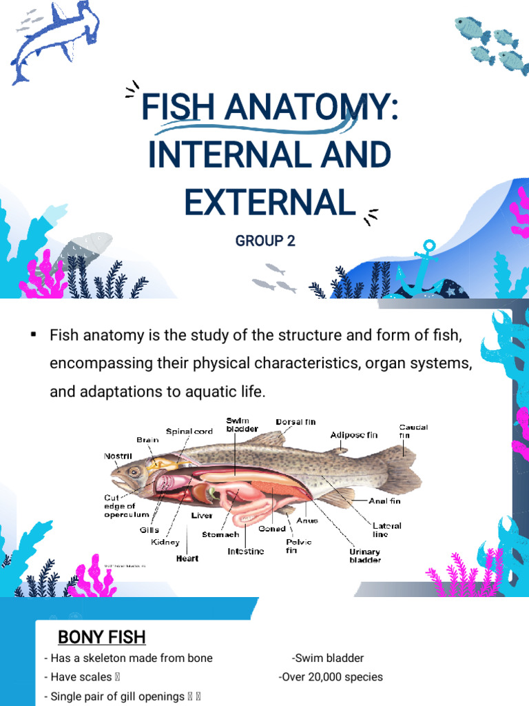 FISH ANATOMY | PDF | Human Body | Fish