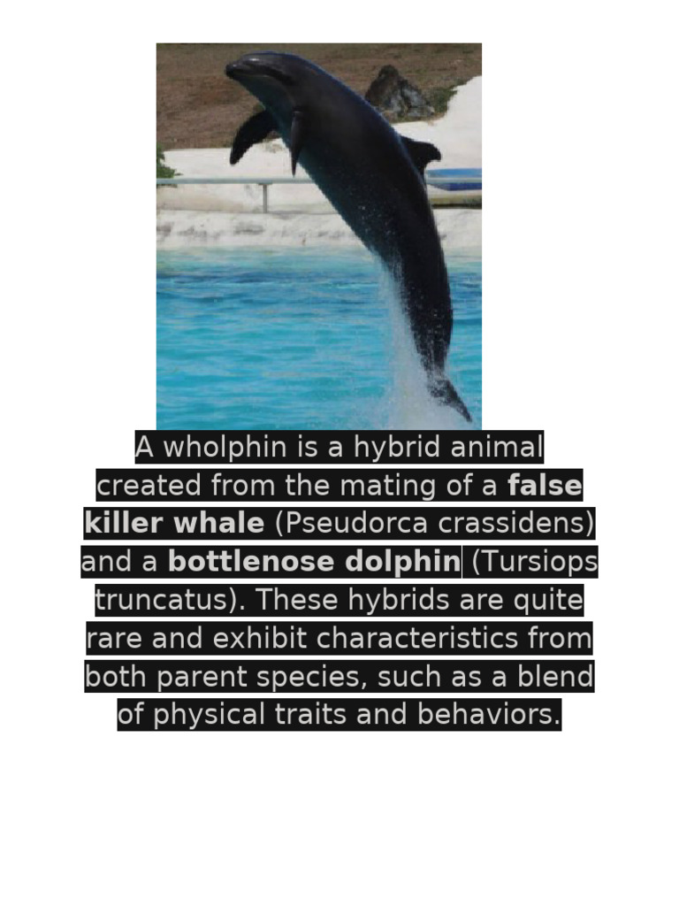 A Wholphin Is A Hybrid Animal PDF | PDF