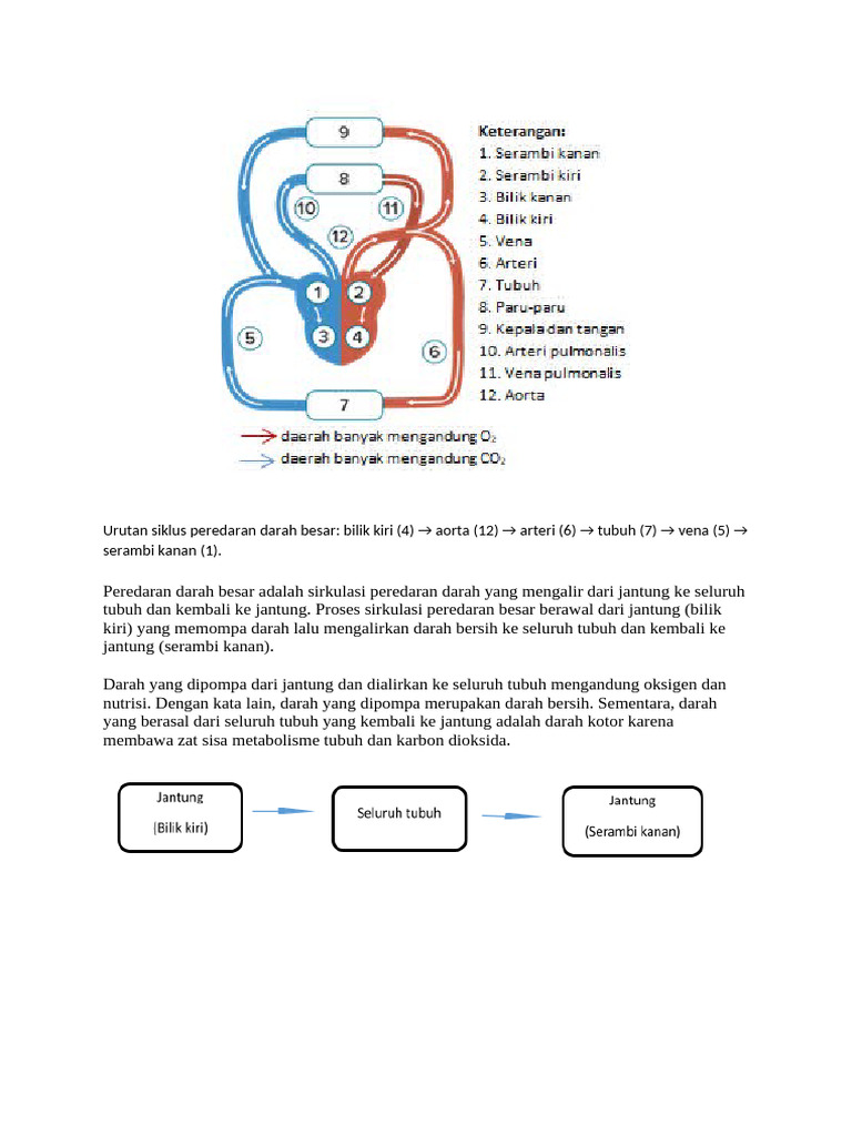Urutan Siklus Peredaran Darah Besar | PDF | Kesehatan Holistik | Sains ...