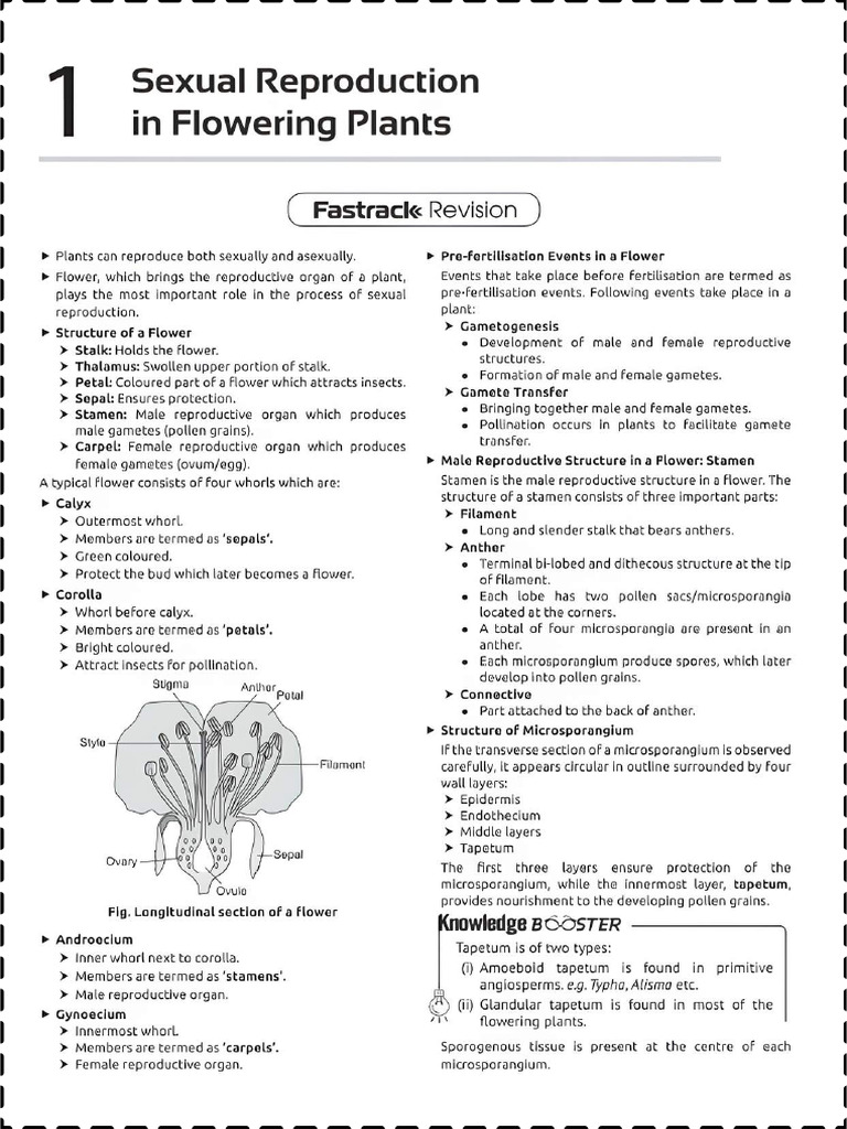 PQ 12 1 Sexual Reproduction in Flowering Plants | PDF