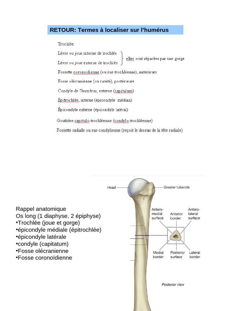 Anatomie de l'Humérus et Radiographies | PDF | Anatomie humaine ...