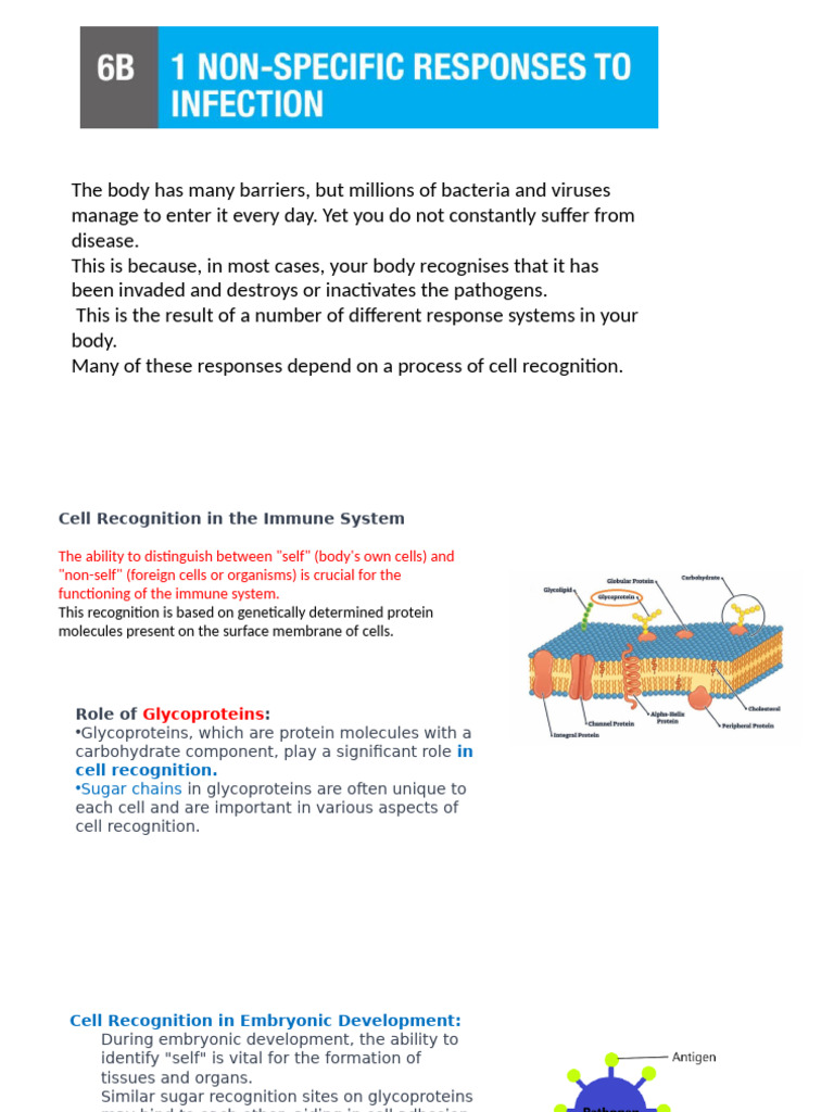 Non-Specific Response To Infection | PDF | Granulocyte | White Blood Cell