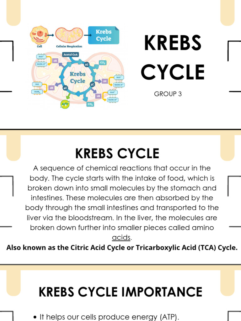 Krebs Cycle Group 3 | PDF | Citric Acid Cycle | Chemistry