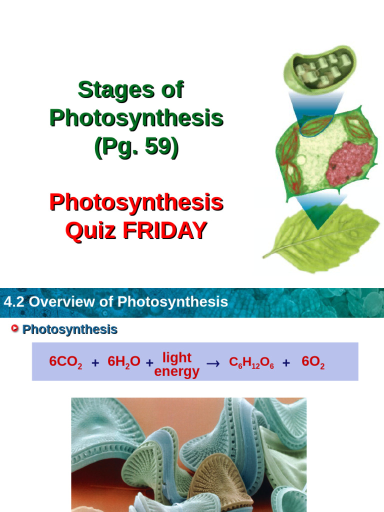 Photosynthesis Study Guide | PDF | Photosynthesis | Chloroplast