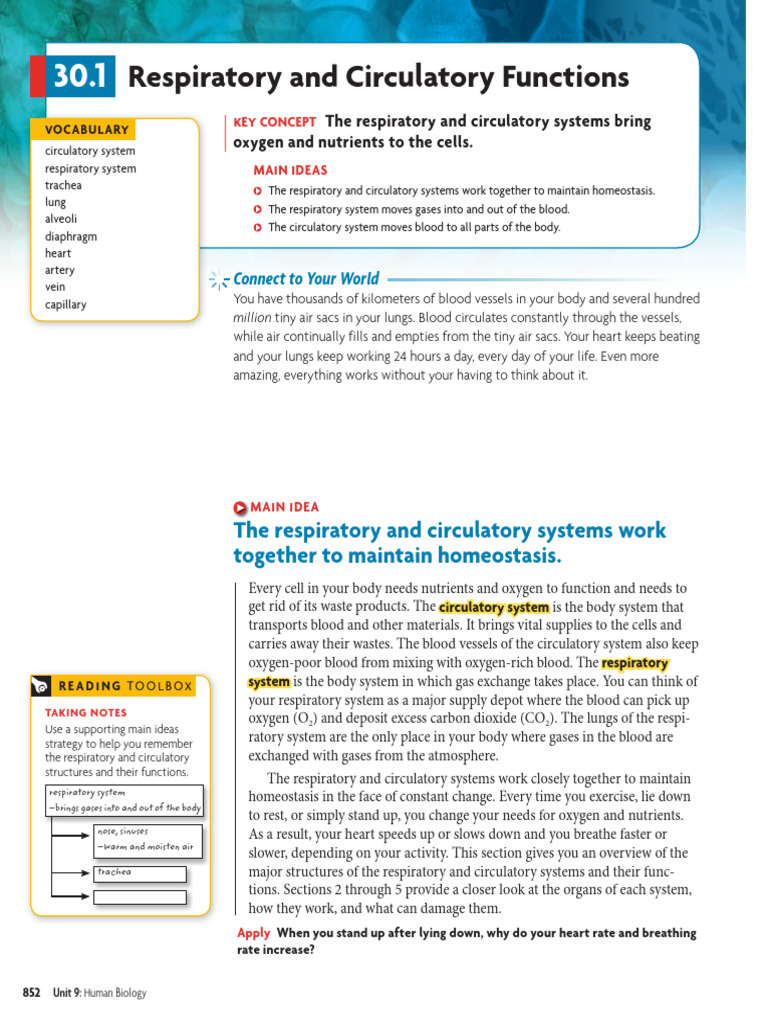 ebook_30.1_resp-circ | PDF | Respiratory Tract | Respiratory System