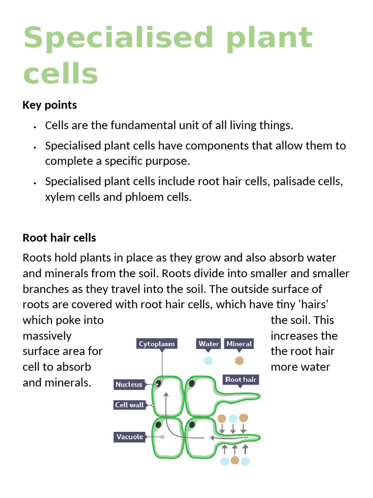 Overview of Specialized Plant Cells | PDF