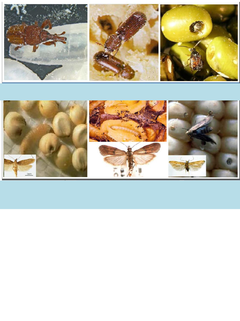 Storage pests | PDF | Cereals | Beetle