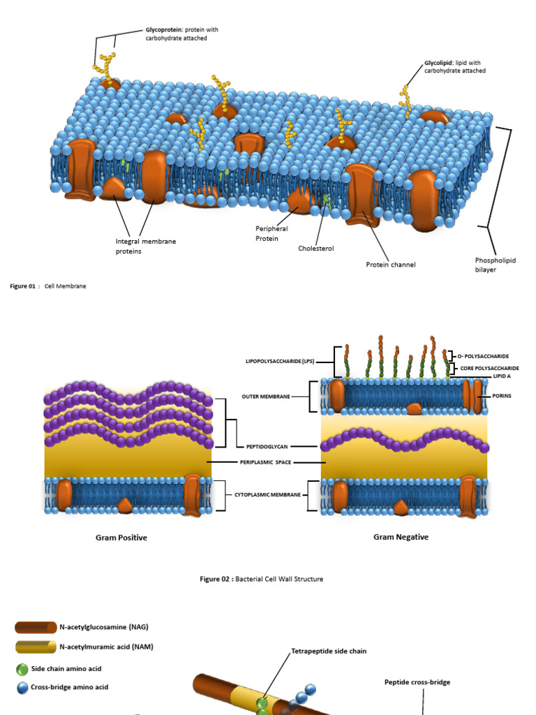 Cell Membrane and Bacterial Cell Wall Structure - Sheikh Zisan Alam | PDF