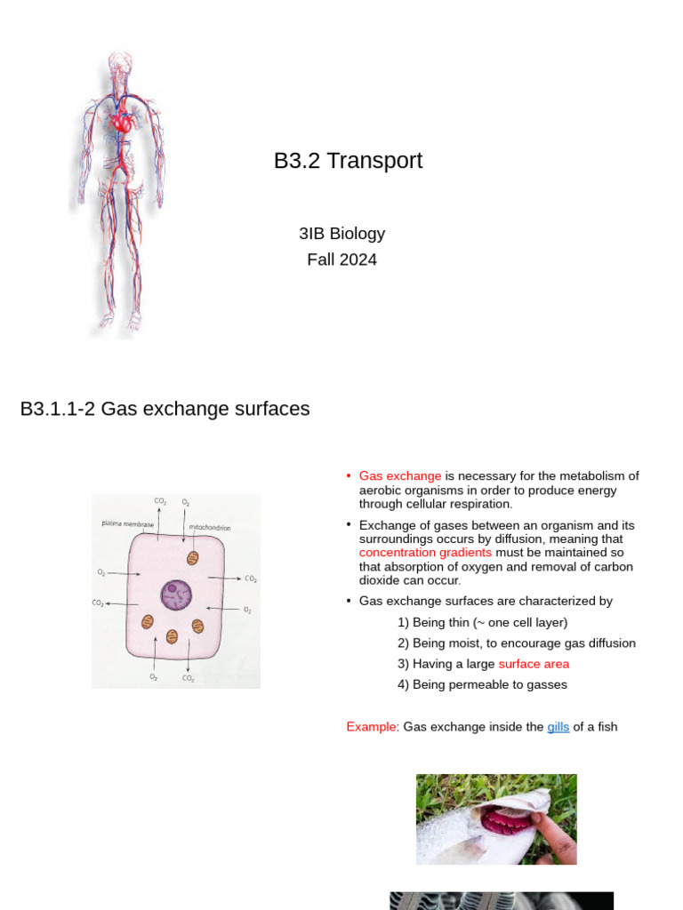 Unit 6 Human and Plant Physiology - B3.2 Transport - 241024 | PDF | Capillary | Lung