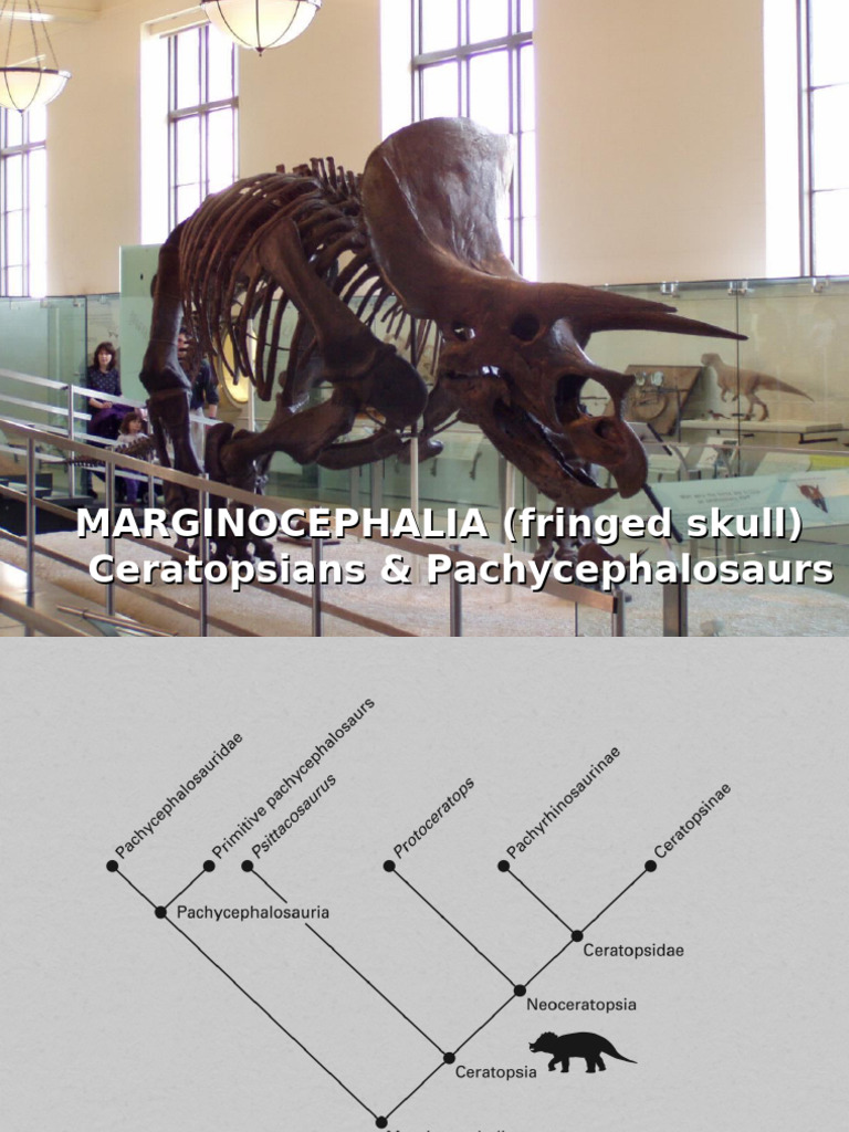 Ceratopsian Skull Features and Evolution | PDF | Dinosaurs