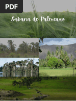 Sabana Húmeda Con Palmeras (Pampas Del Heath) | PDF | Deforestación ...