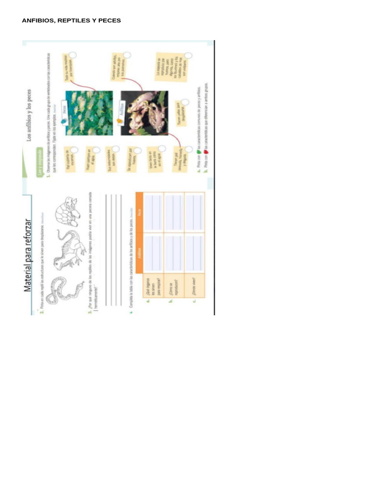 ANFIBIOS | PDF