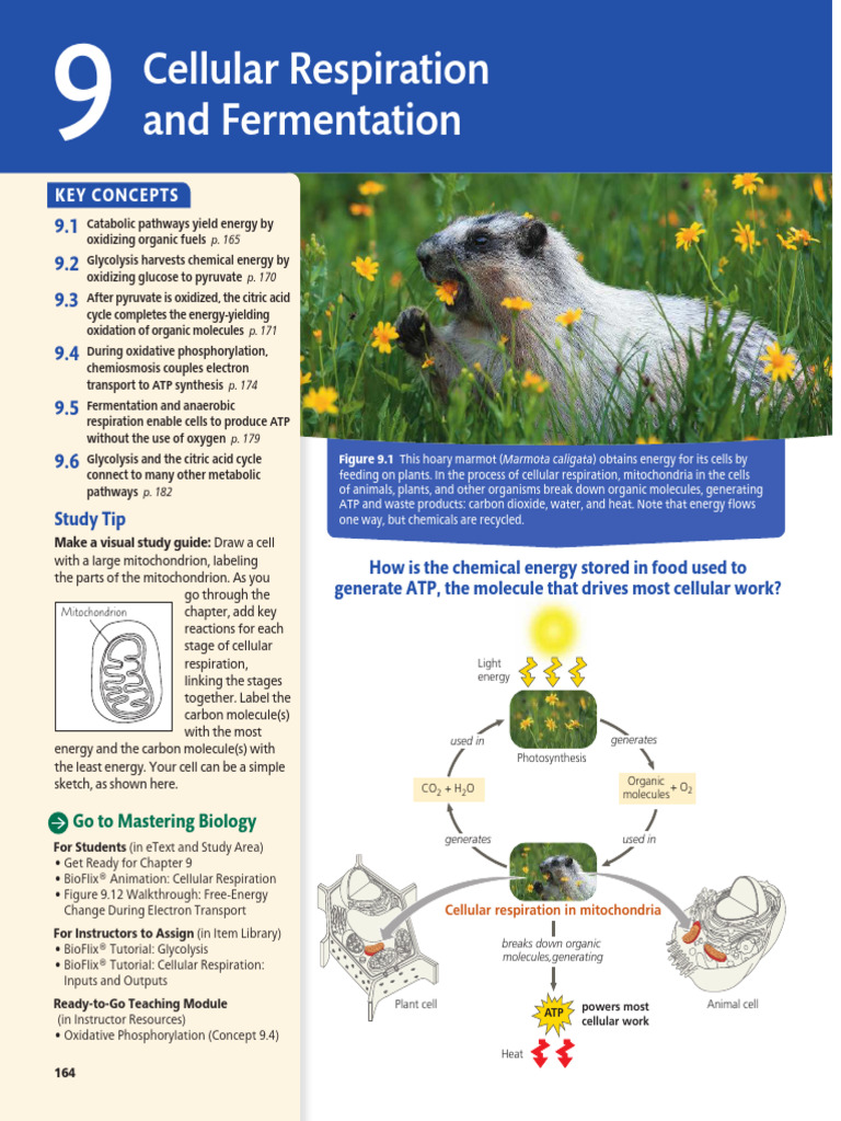 Topic 7 Reading | PDF | Cellular Respiration | Adenosine Triphosphate