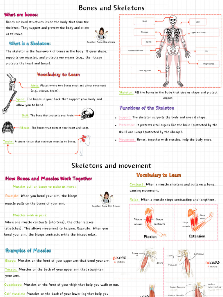 Science Lesson Note-2 | PDF | Skeleton | Arm