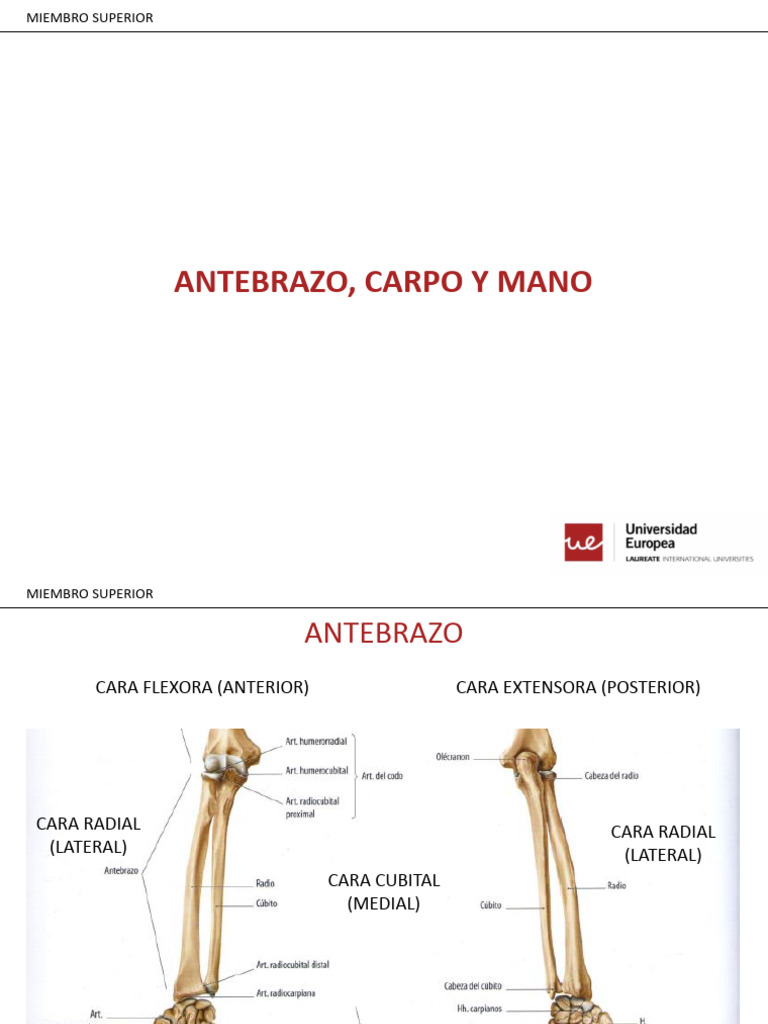 Anatomía del Miembro Superior | PDF | Mano | Codo