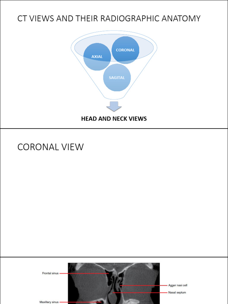 Anatomy Handouts 122508 | PDF