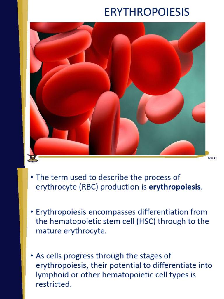 ERYTHROPOIESIS | PDF | Red Blood Cell | Hemoglobin