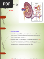 KDIGO Guidelines for Acute Kidney Injury | PDF | Organ (Anatomy ...