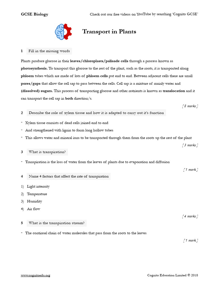 GCSE Biology - Transport in Plants - Translocation and Transpiration ...