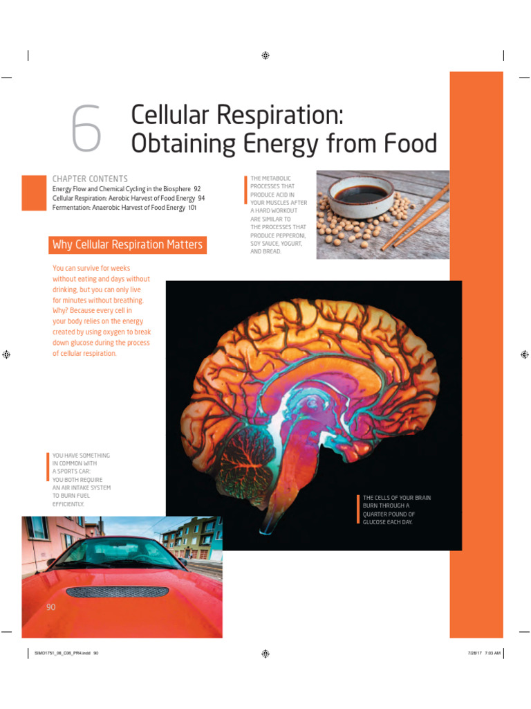 Cellular Respiration: Obtaining Energy From Food | PDF | Cellular ...
