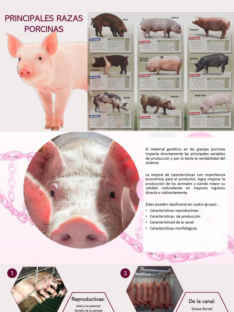 Razas Porcinas 2 | PDF | Destete | Hembra